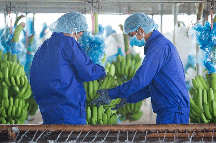 HAGL Agrico hoàn tất trả nợ, nhận lại nhiều tài sản quy mô lớn từ công ty bầu Đức